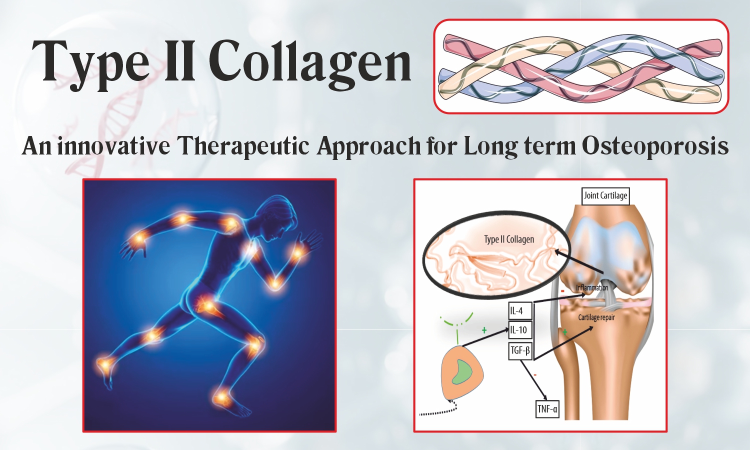What is Collagen? - Biodeal Pharmaceuticals Limited